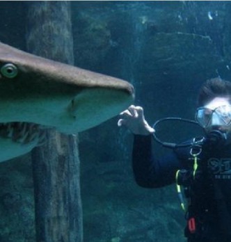 Shark Diving Australia | Everything Australia