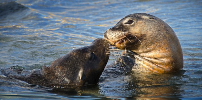 Sea Lion Vs Penguin