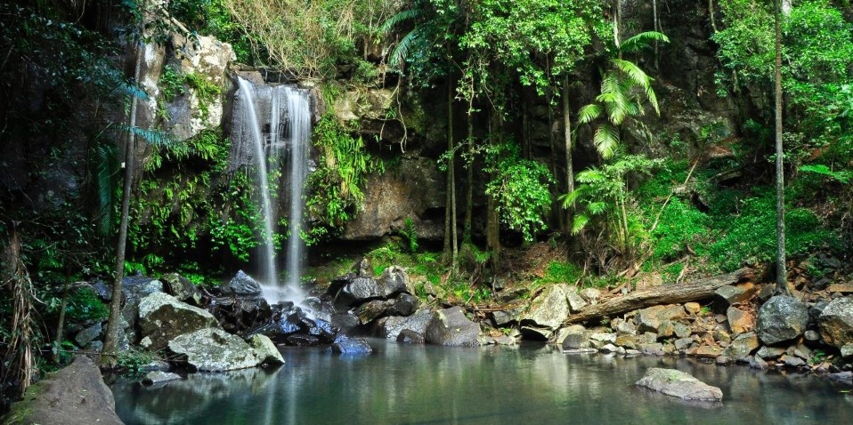 Hinterland, Rainforest & Wildlife Tour Gold Coast | Everything Australia