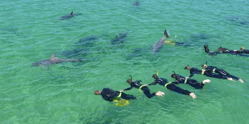 Swim with Dolphins Perth Tours - Everything Australia