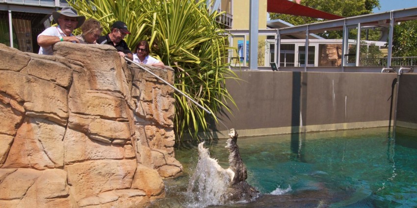 Crocosaurus Cove Big Croc Feed Experience, Darwin - Everything Australia