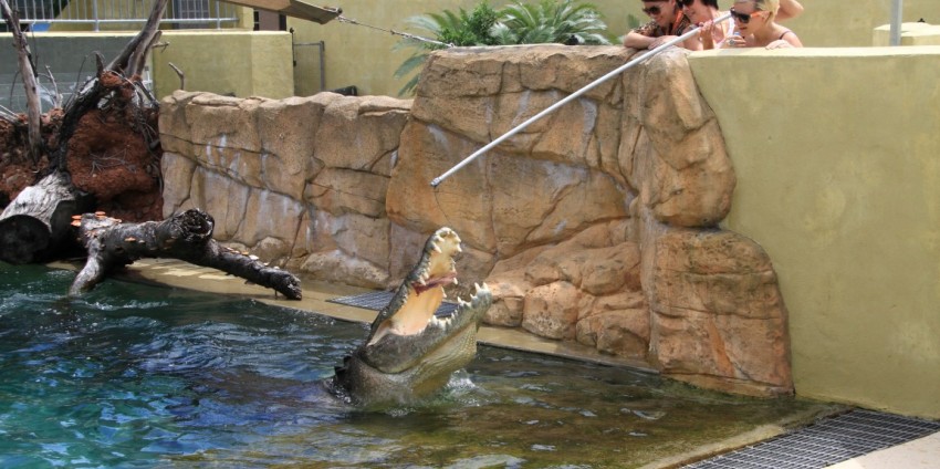 Crocosaurus Cove Big Croc Feed Experience, Darwin - Everything Australia