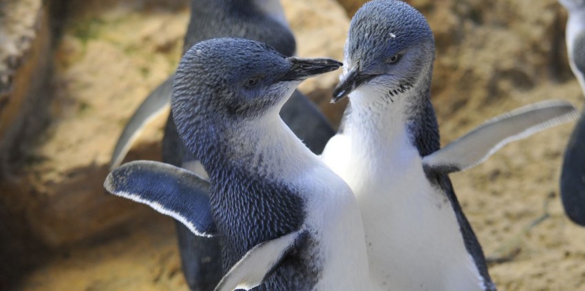 Penguin Island - Dolphins, Penguins & Sea Lion Adventure Cruise
